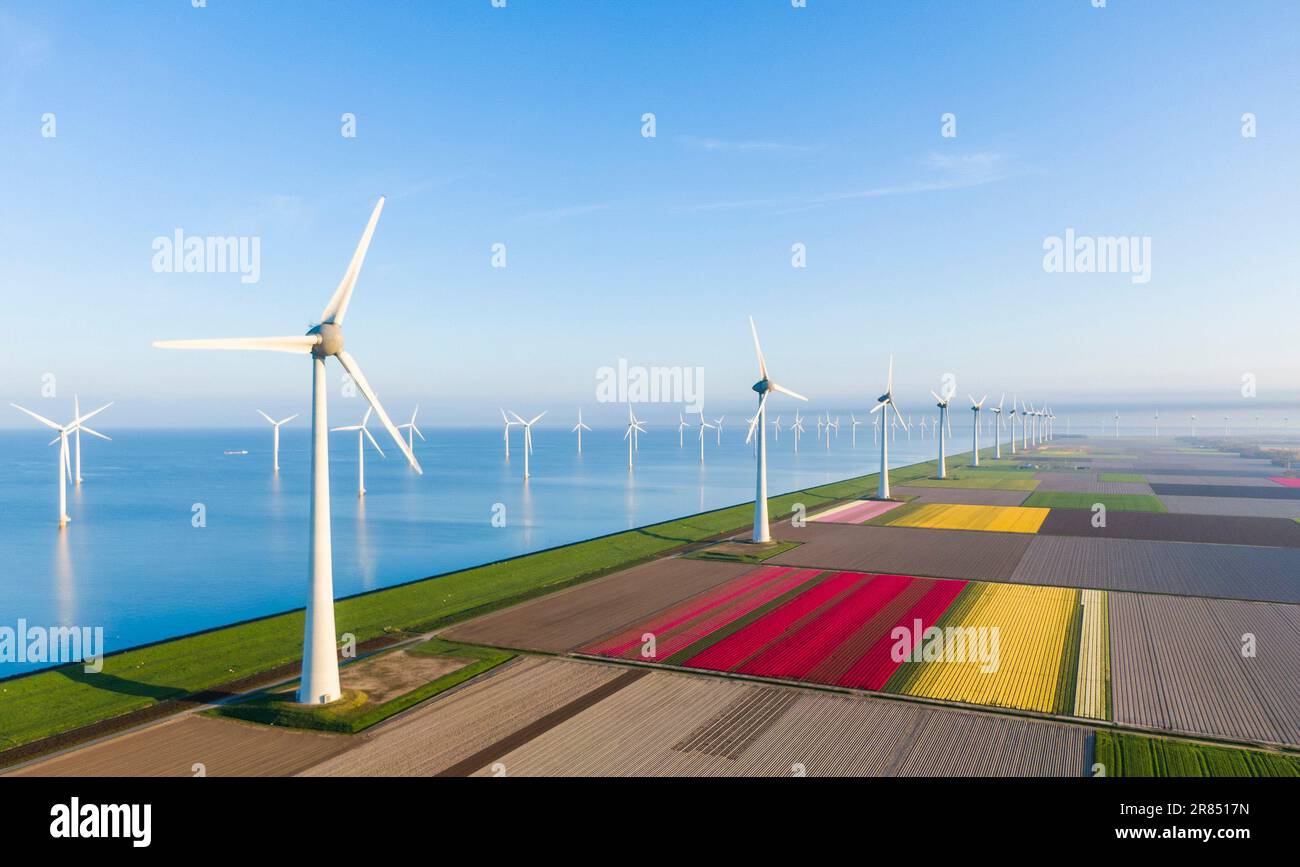 Aerial view of tulip fields and wind turbines in the Flevoland Stock ...