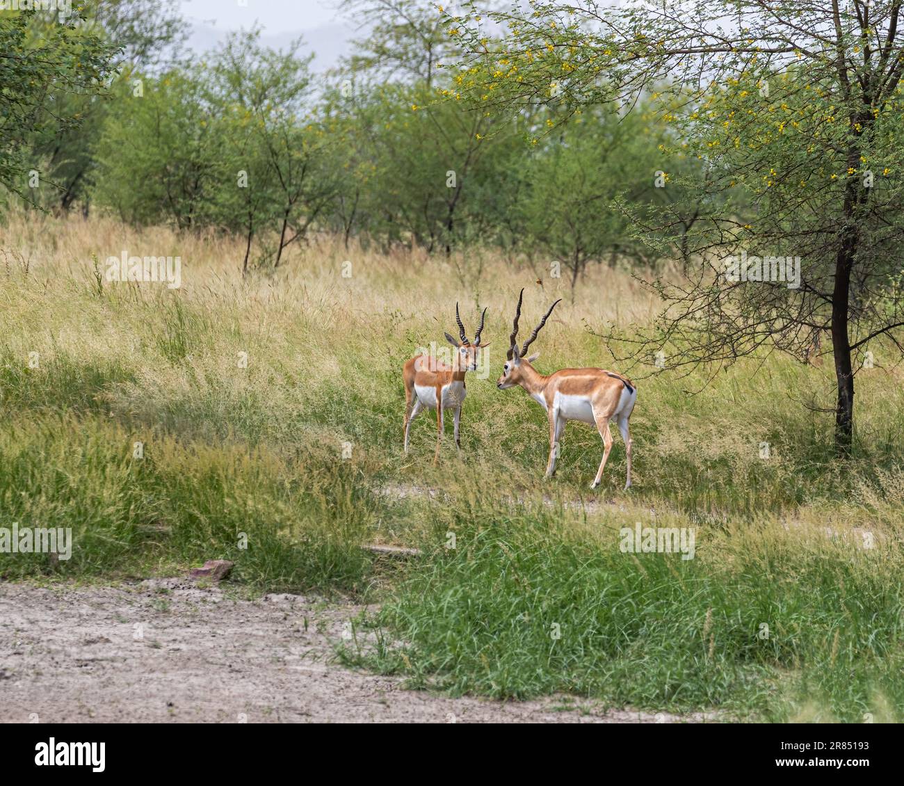 Black bucks asia hi-res stock photography and images - Alamy