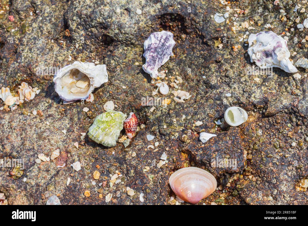 Texture of marine shallow water sediments, bottom sediments, selective ...