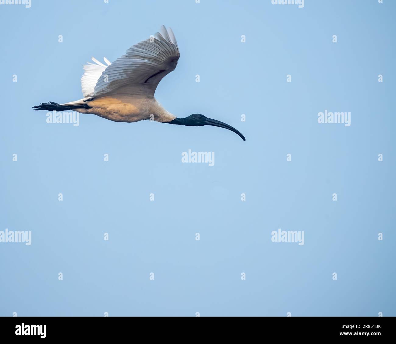 A black Headed Ibis in flight in blue sky Stock Photo - Alamy