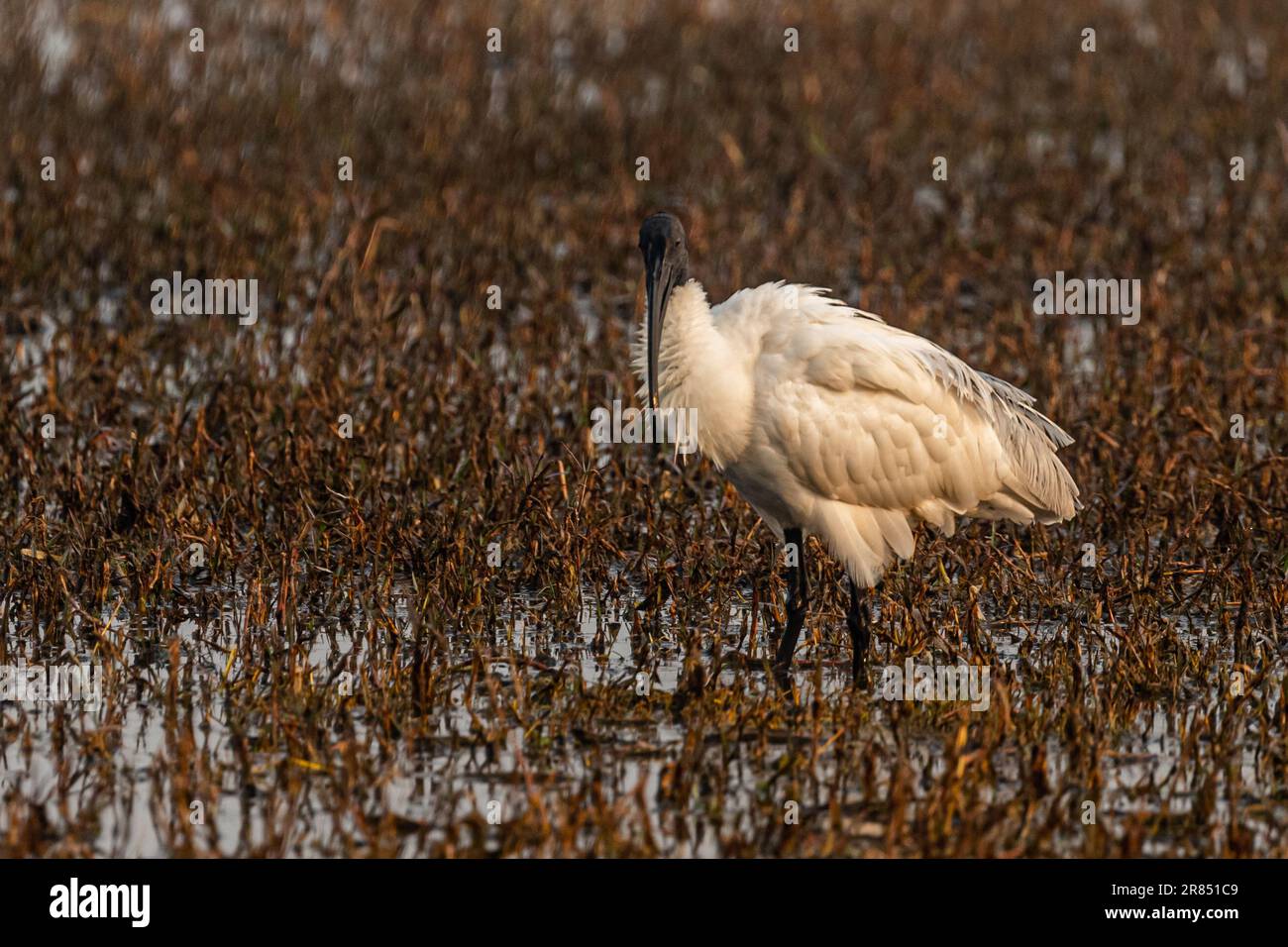 A black headed Ibis looking strait in wet land Stock Photo - Alamy