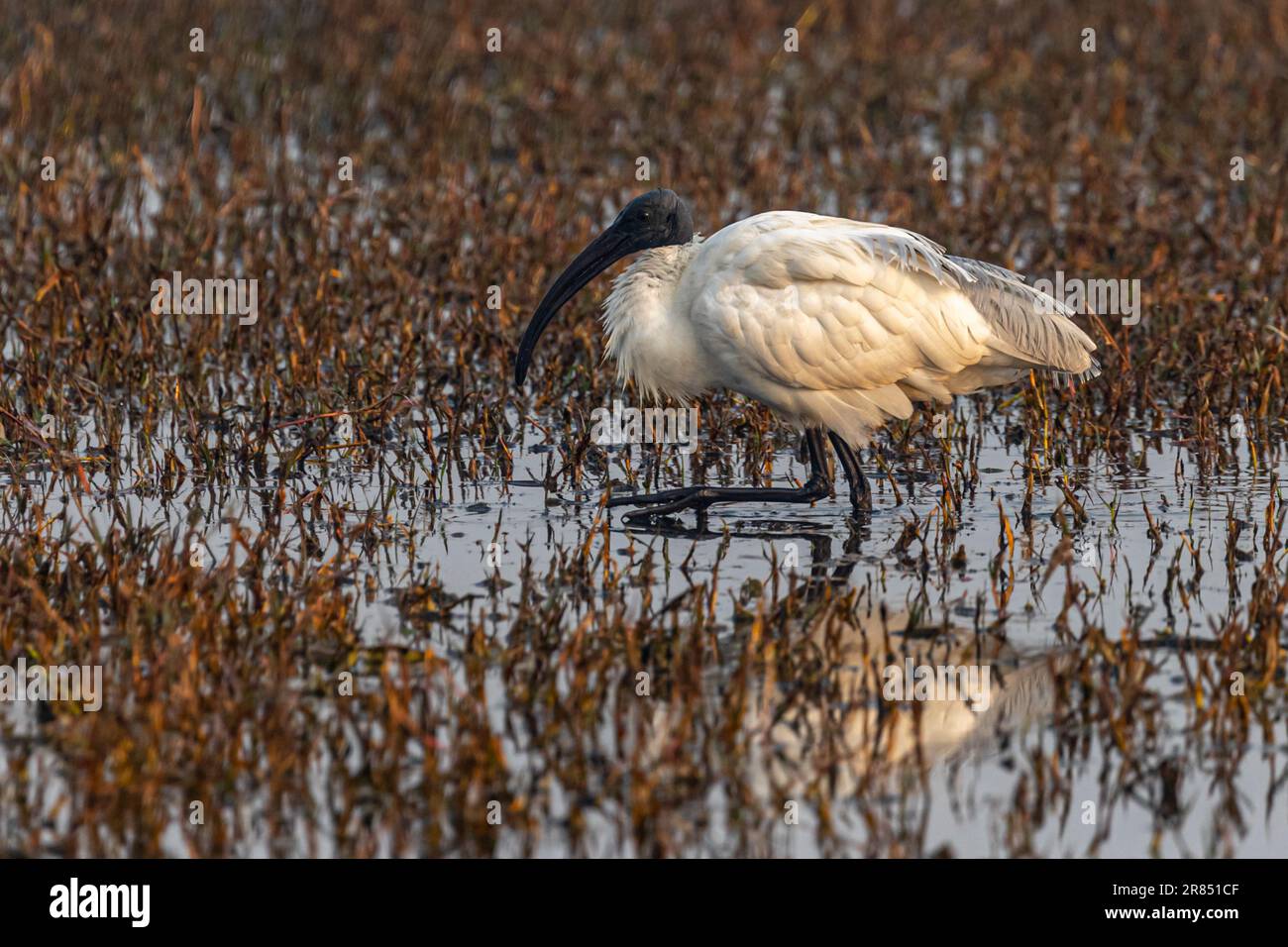 Black headed sacred ibis hi-res stock photography and images - Alamy
