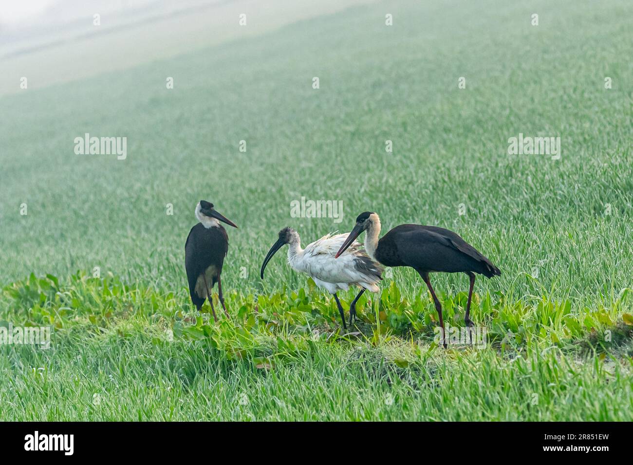 A pair of Woolly necked Stork and a black headed Ibis in a paddy field ...