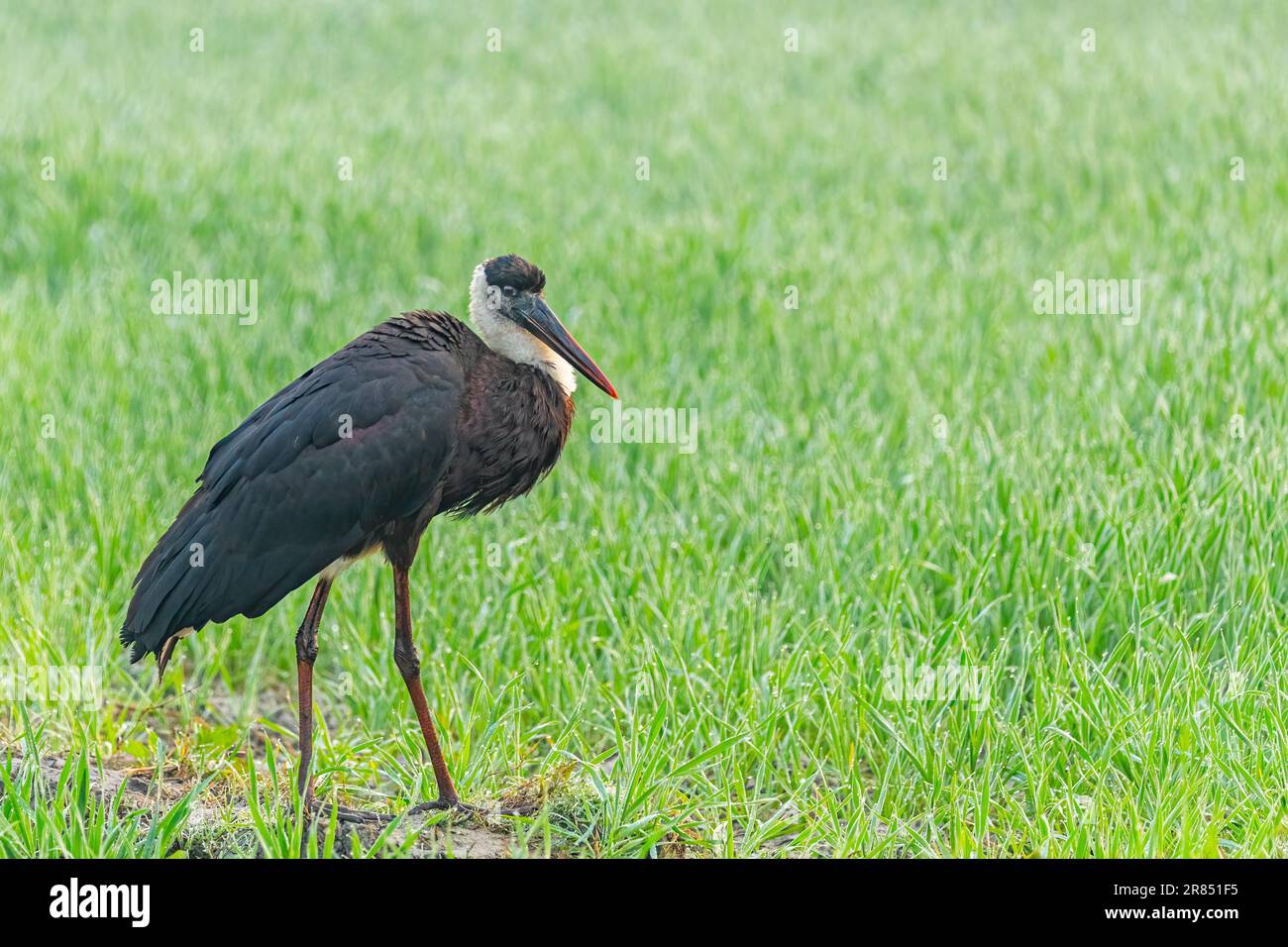 A Woolly neck stork resting in a paddy field Stock Photo - Alamy