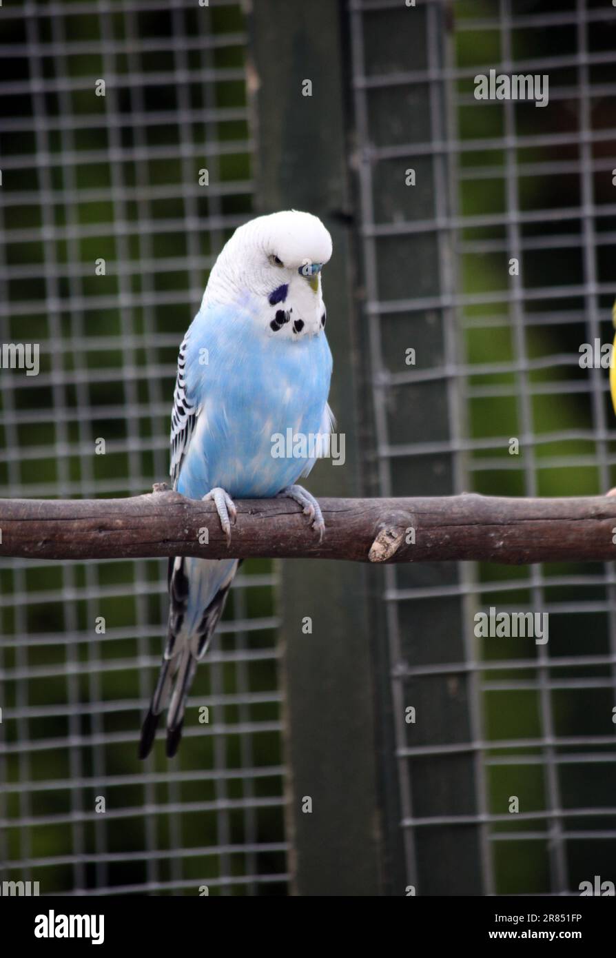 Light Blue Parakeet