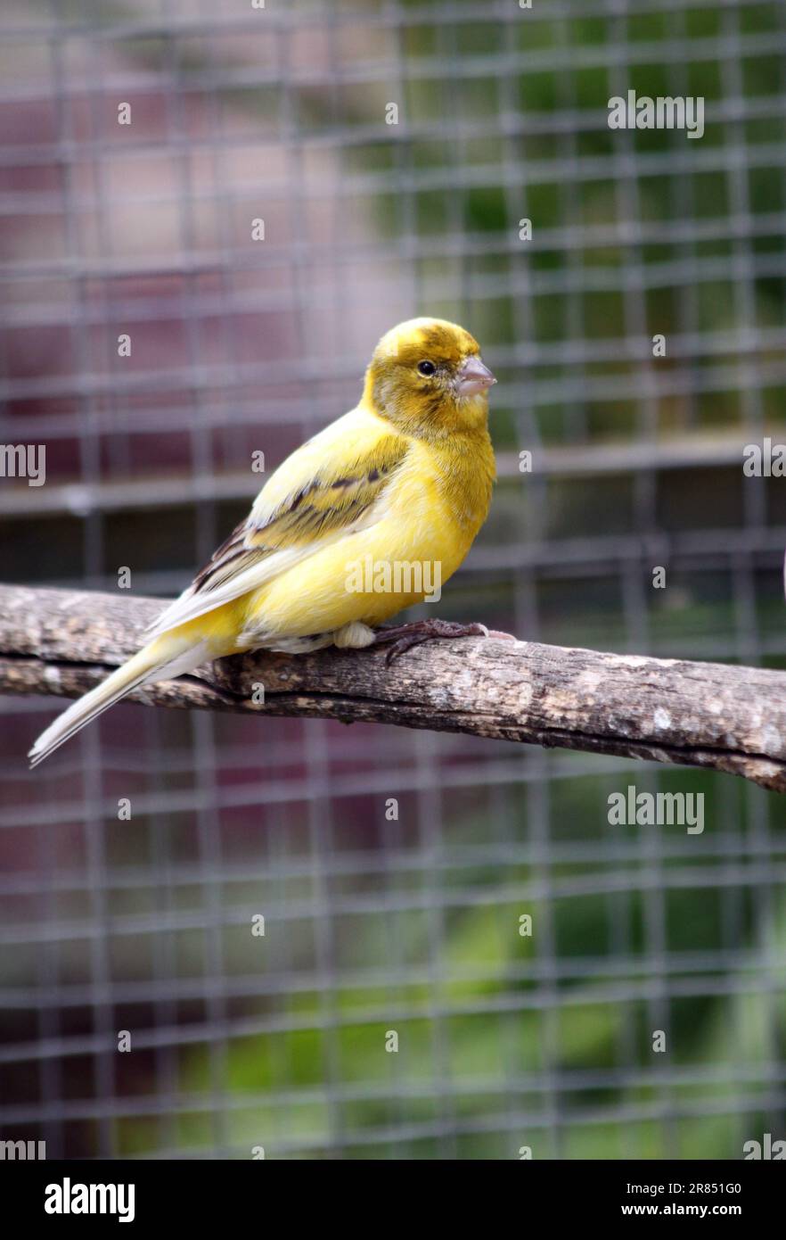 Captive aviary hi-res stock photography and images - Alamy