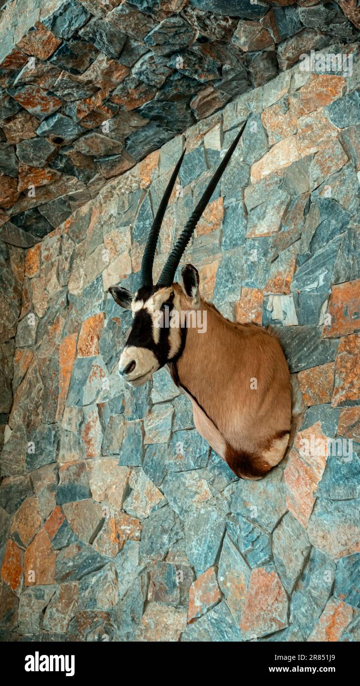 Head of animals on the wall Stock Photo - Alamy