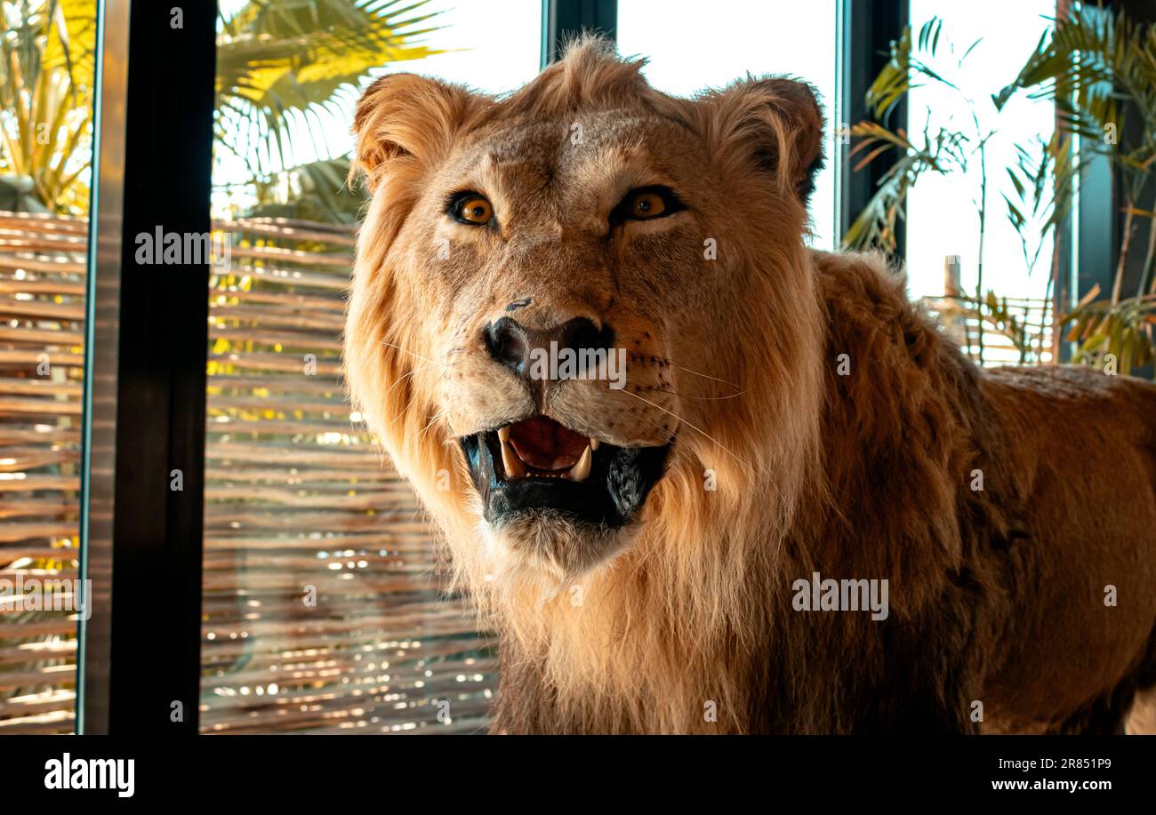 Stuffed animal lion head hi-res stock photography and images - Alamy