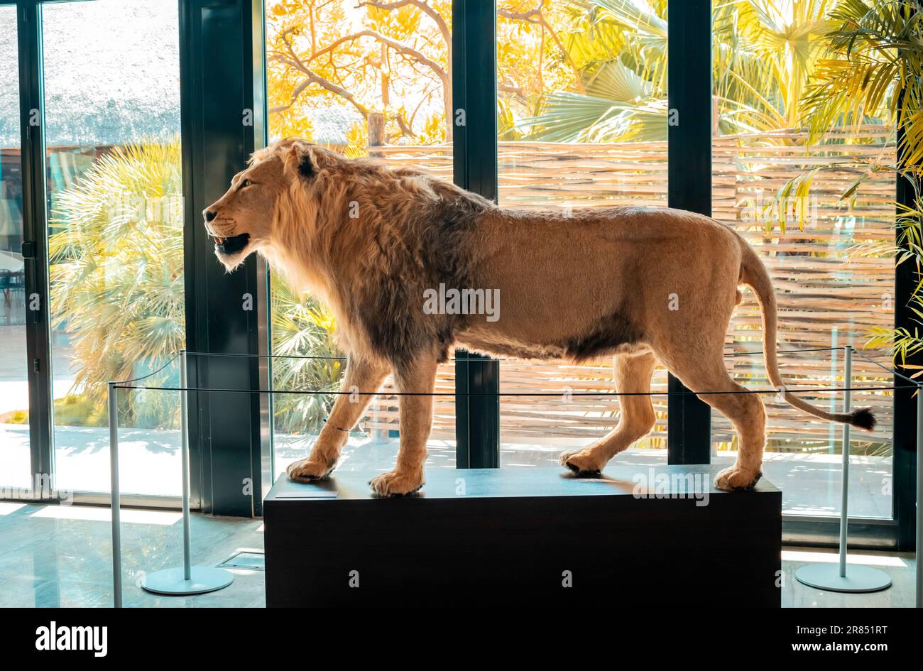 Stuffed big cat hi-res stock photography and images - Alamy