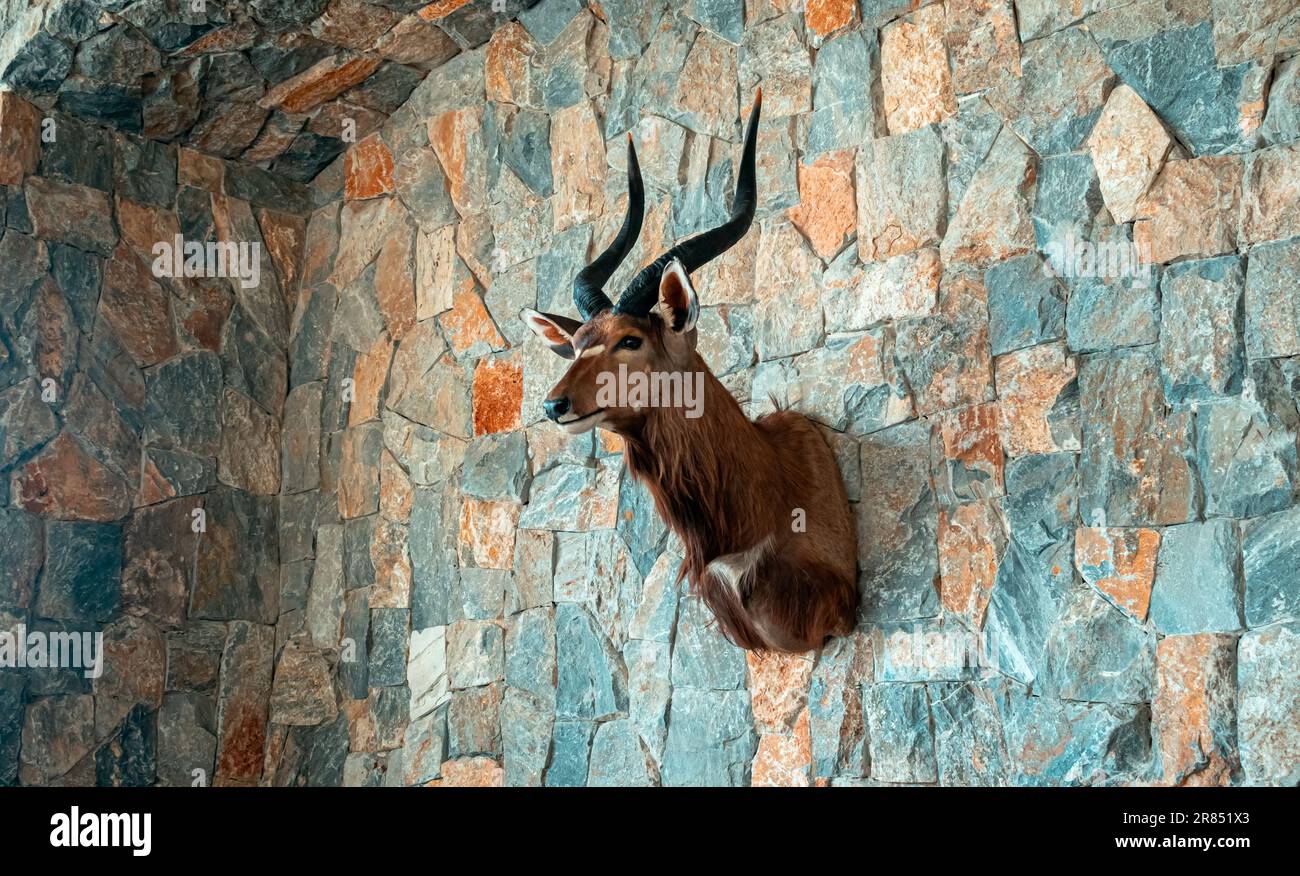 Head of animals on the wall Stock Photo - Alamy