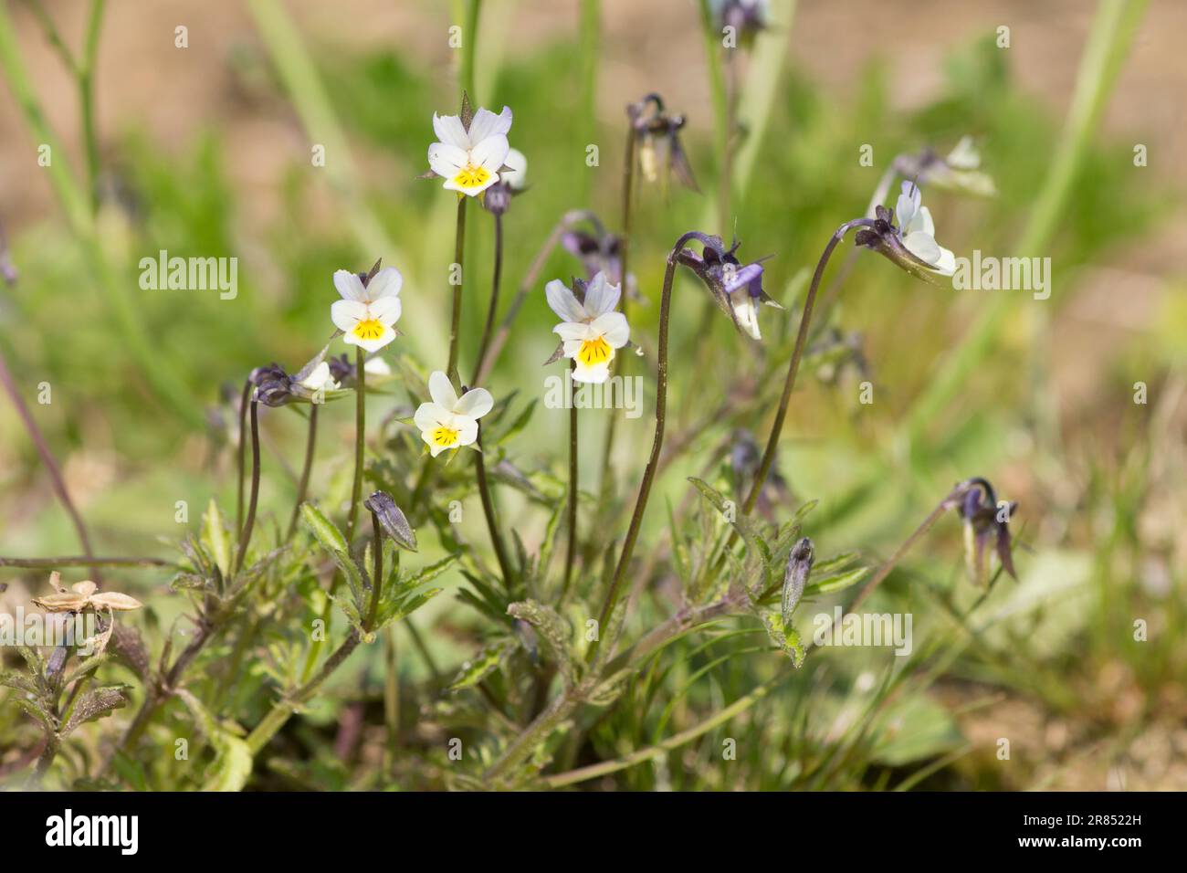 Field pansy, Viola arvensis, wild flowers, UK, May Stock Photo - Alamy