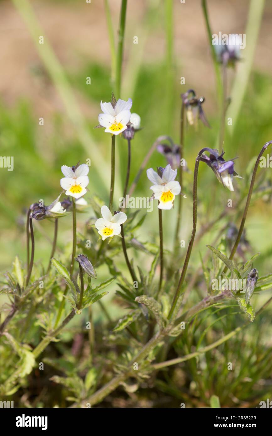 Field pansy, Viola arvensis, wild flowers, UK, May Stock Photo - Alamy