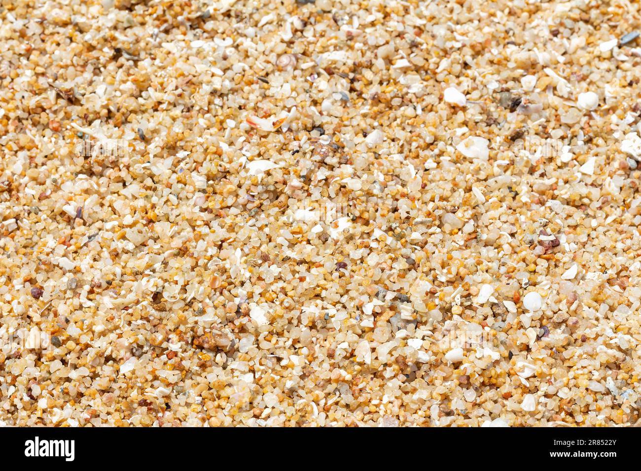 abstract background of shell conch fragments, vacation concept. Sandy ...
