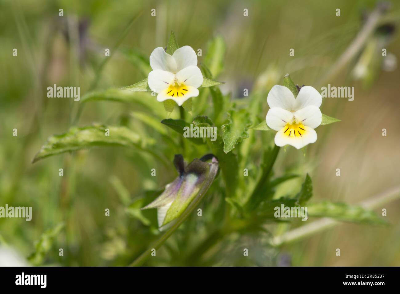 Field pansy, Viola arvensis, wild flowers, UK, May Stock Photo - Alamy