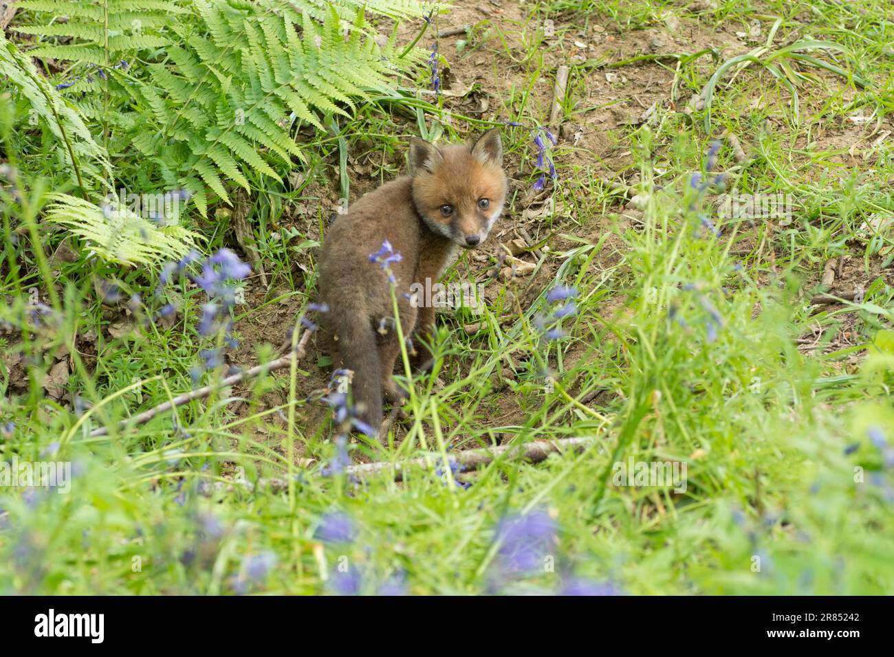Fox, Red fox, Vulpes vulpes, young cub leaving the hole of its earth in ...