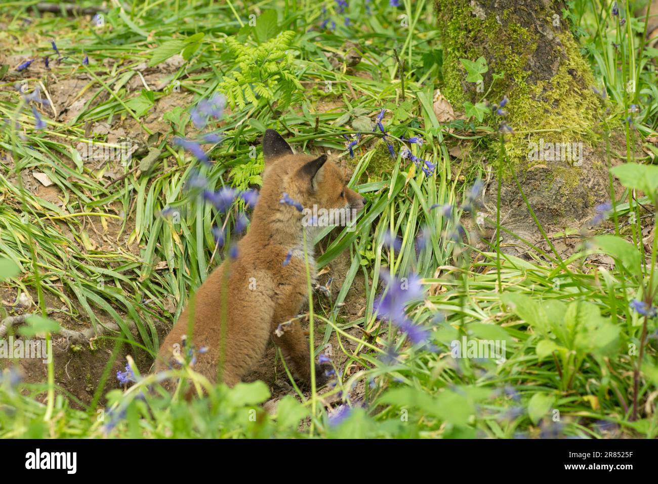 Fox, Red fox, Vulpes vulpes, young cub leaving the hole of its earth in ...