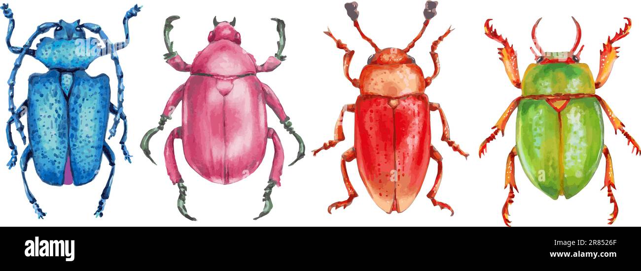 Gastrophysa viridula Stock Vector Images - Alamy