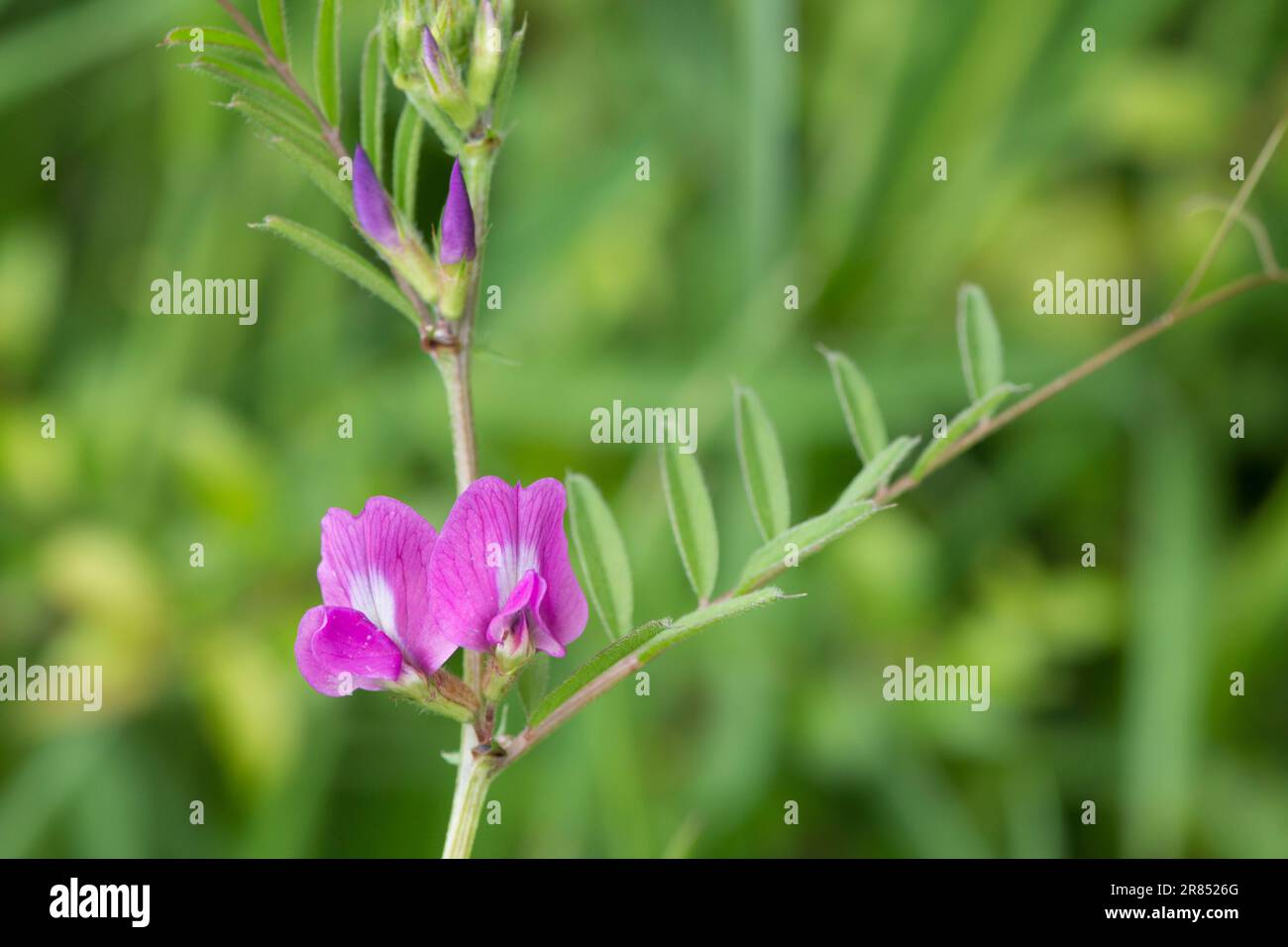 Common vetch, Vicia sativa, wild flowers, Sussex, UK, May Stock Photo ...