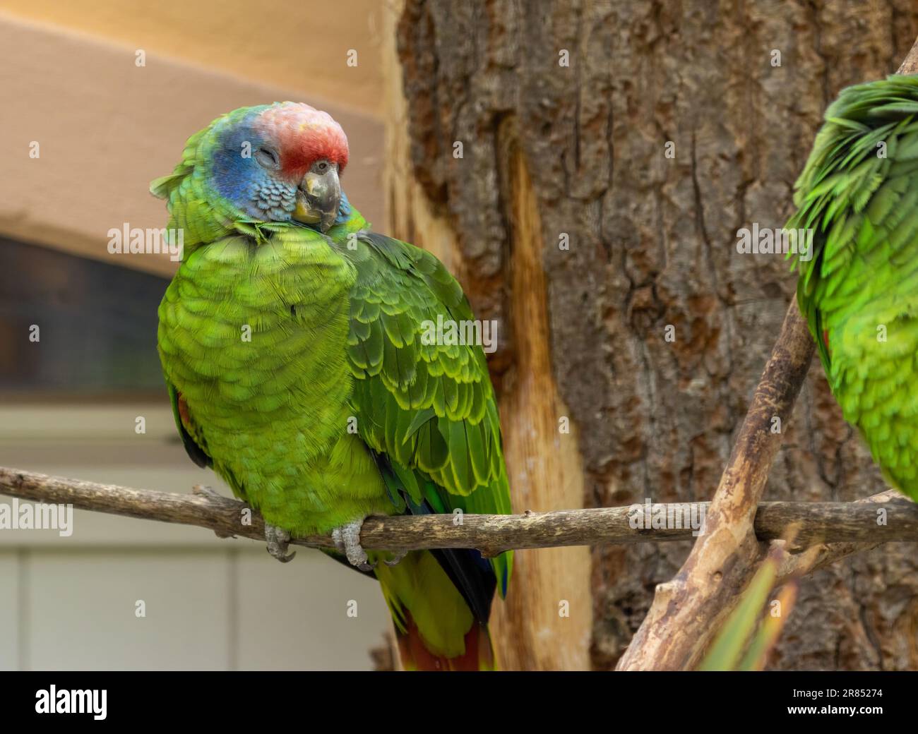The red-tailed amazon parrot perched on a branch Stock Photo - Alamy