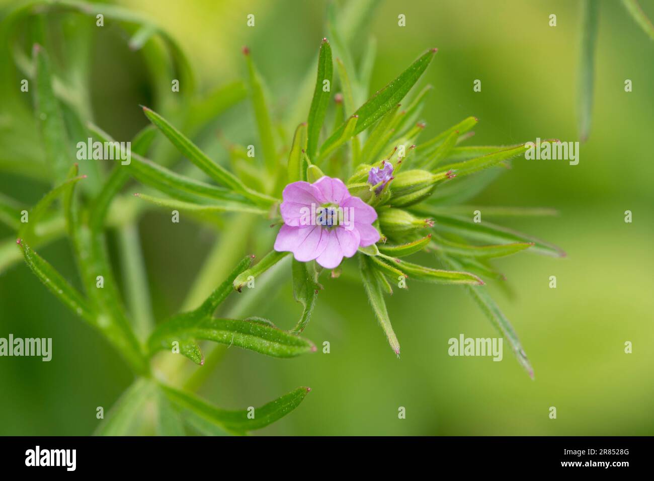 Cut-leaved crane's-bill, Geranium dissectum, wild flowers, Sussex, UK ...
