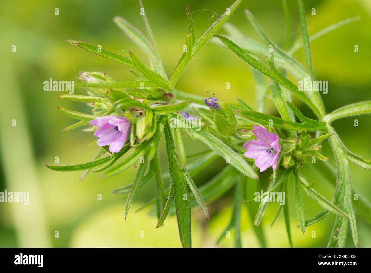 Cut-leaved crane's-bill, Geranium dissectum, wild flowers, Sussex, UK ...