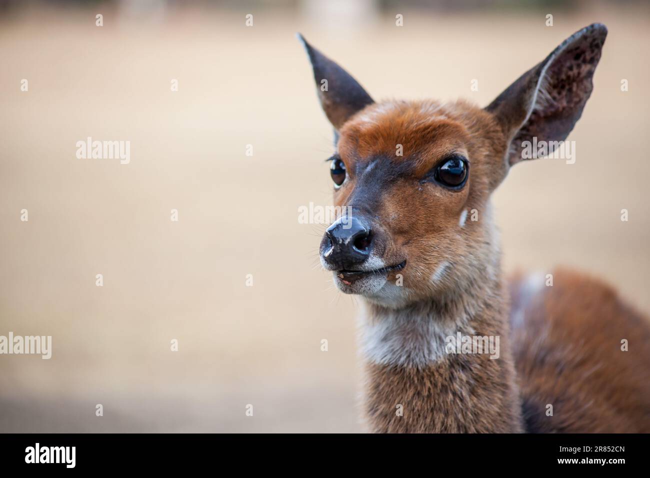 Female Bushbuck Tragelaphus scriptus 15523 Stock Photo - Alamy