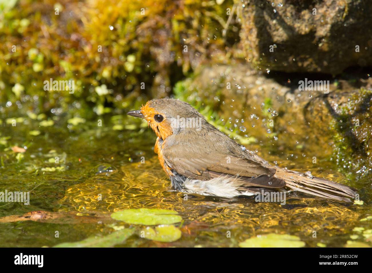 Robin, Erithacus rubecula, Bathing in a garden pond, May Stock Photo ...