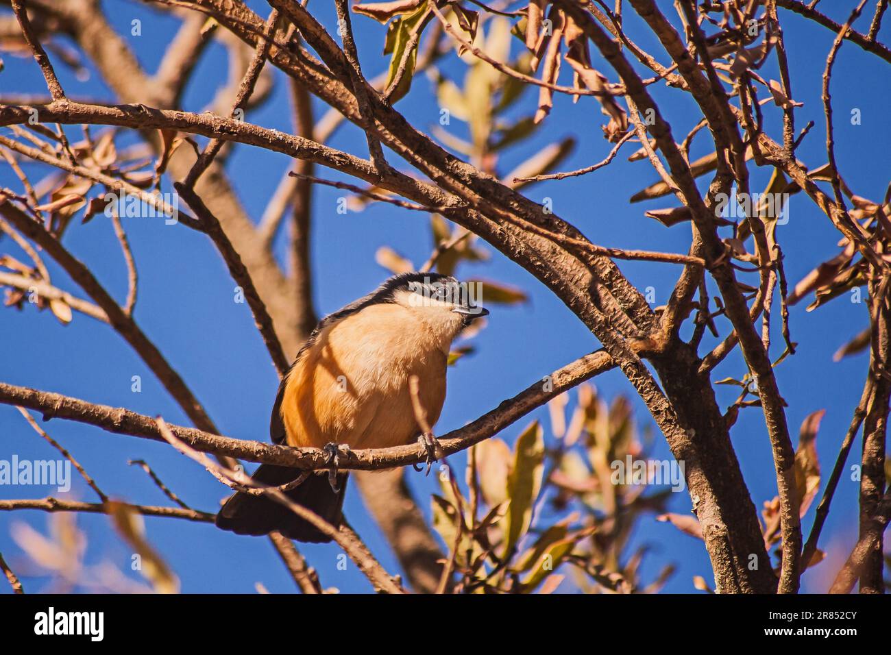 South african southern boubou shrike hi-res stock photography and ...