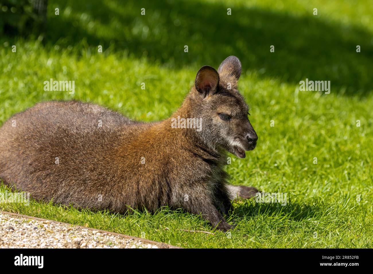 Red necked wallaby lying hi-res stock photography and images - Alamy