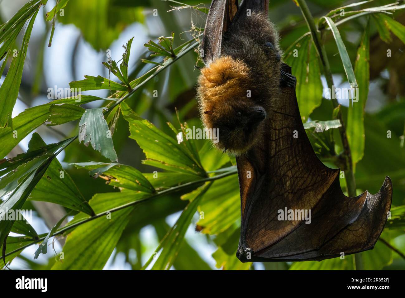 The Rodrigues fruit bat (Pteropus rodricensis) hanging from a branch ...