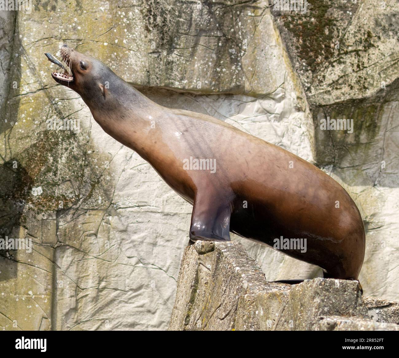 A sea lion catching a fish standing on a rock Stock Photo - Alamy