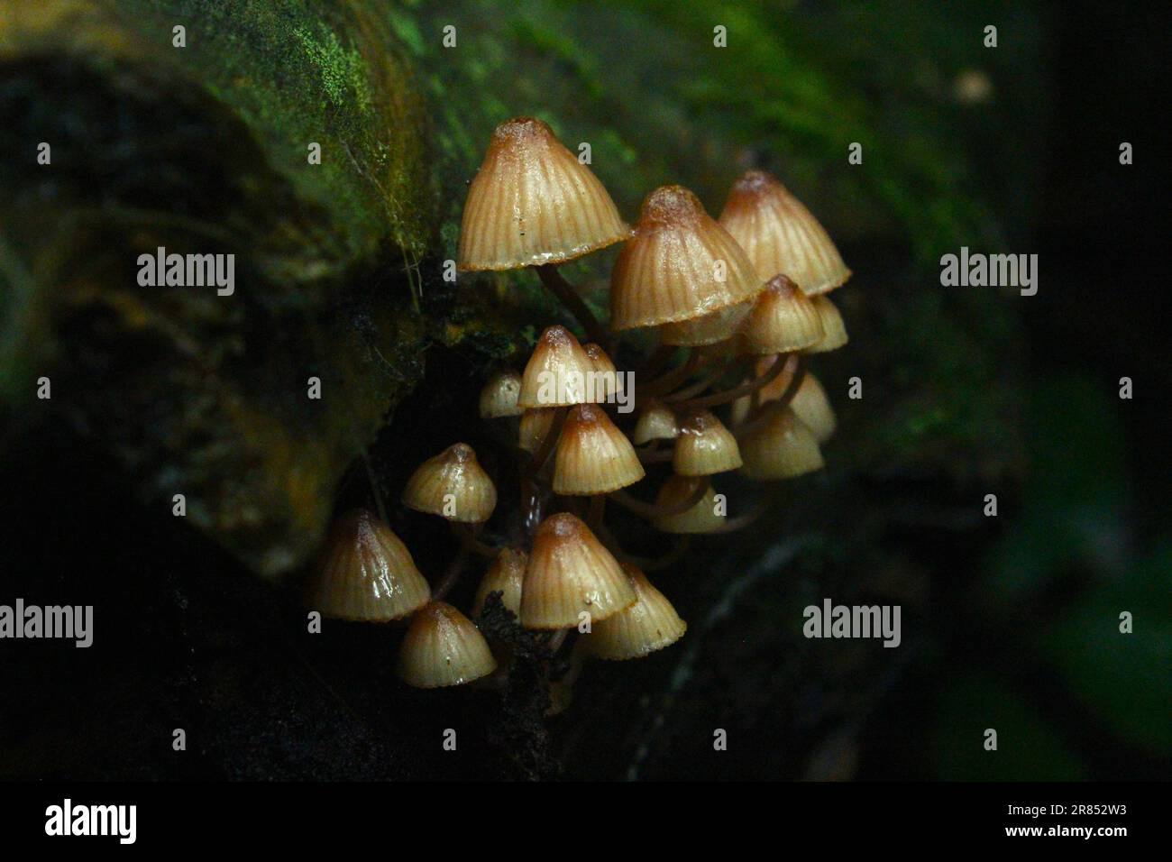 Woodland tree roots moss fungi hi-res stock photography and images - Alamy