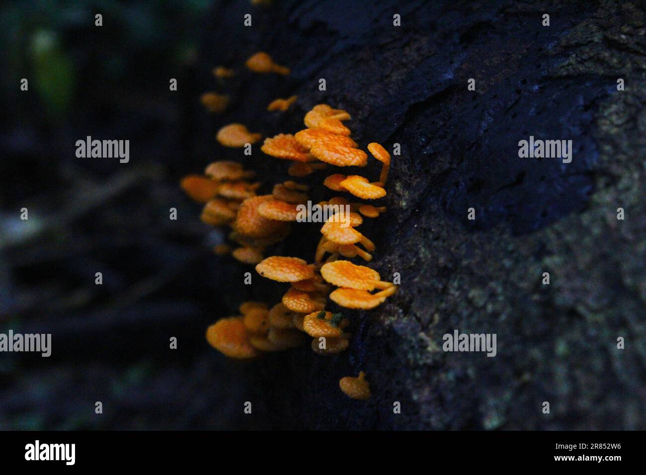 Woodland tree roots moss fungi leaves hi-res stock photography and ...