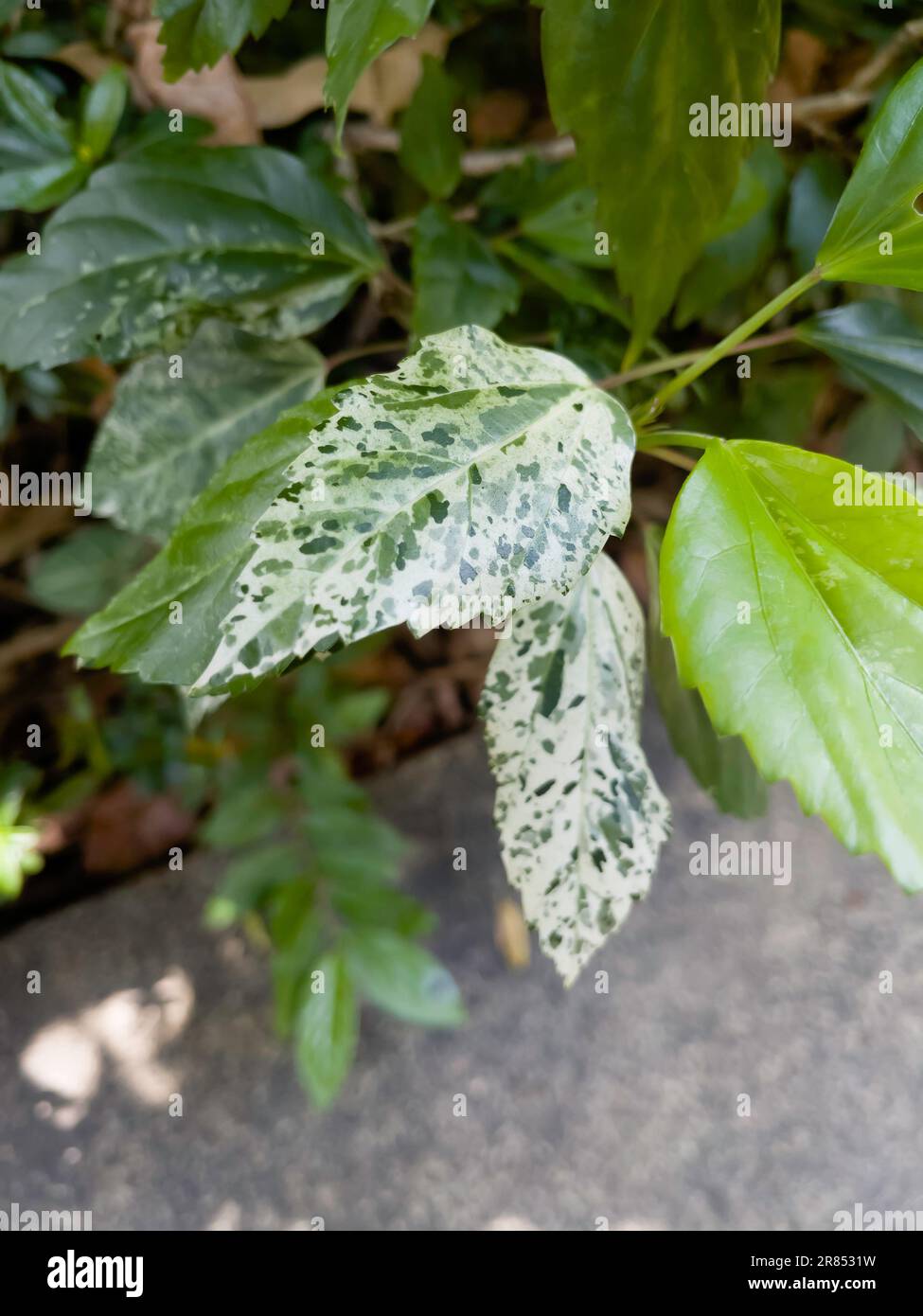 Monstera adansonii variegata hi-res stock photography and images - Alamy