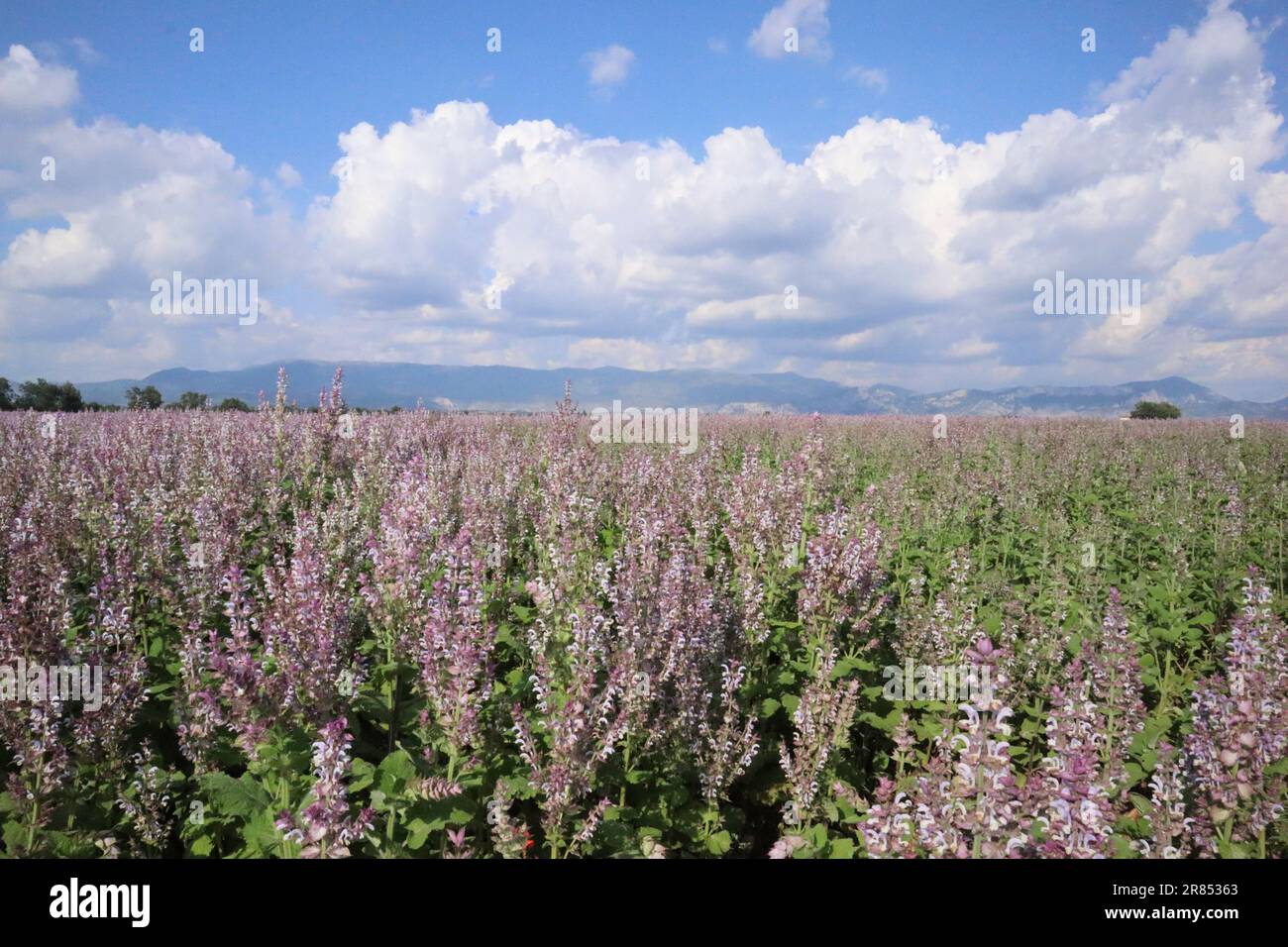 Provence region of France. June 19th 2023, Weather in the Provence ...