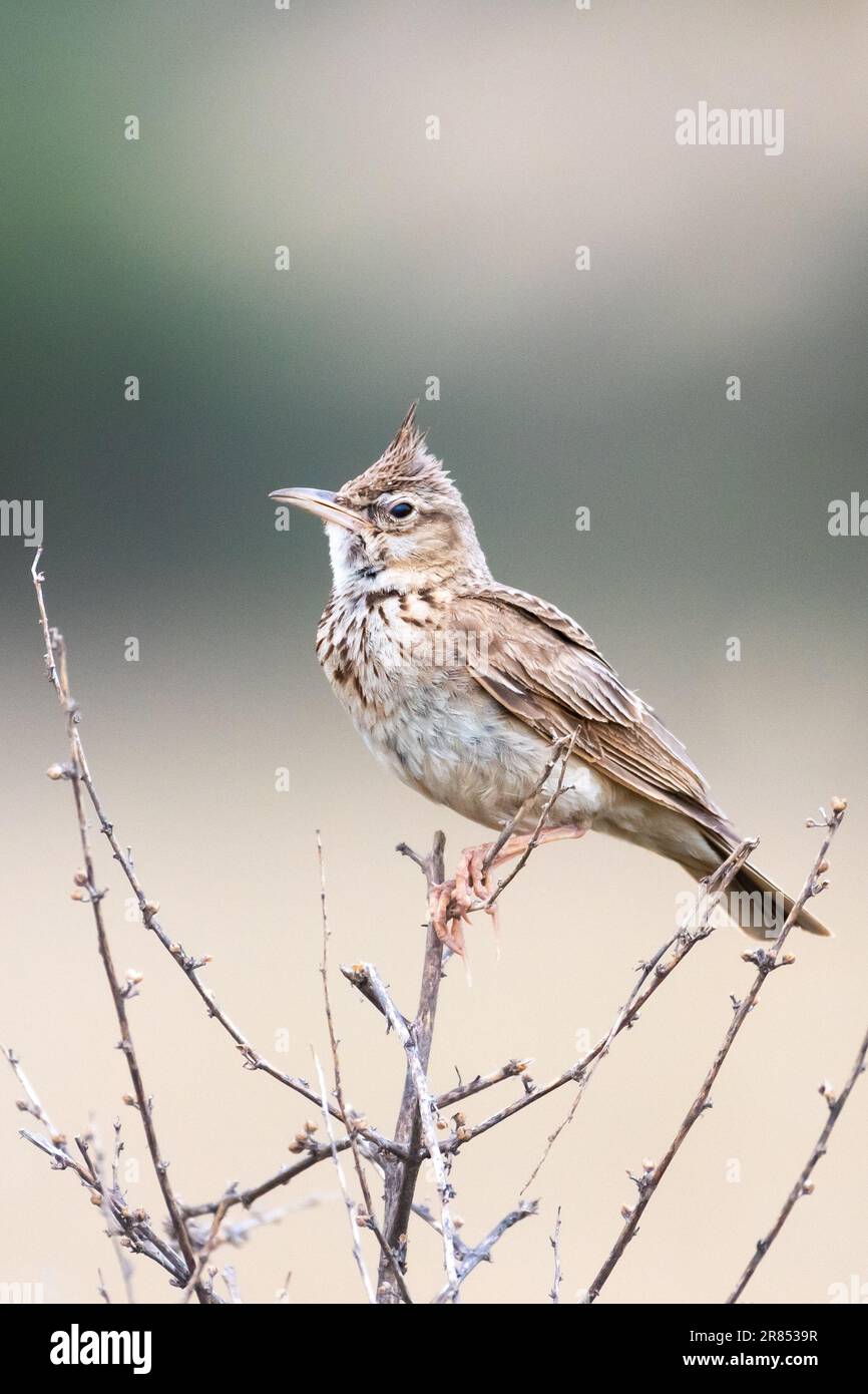 Wild lark hi-res stock photography and images - Alamy