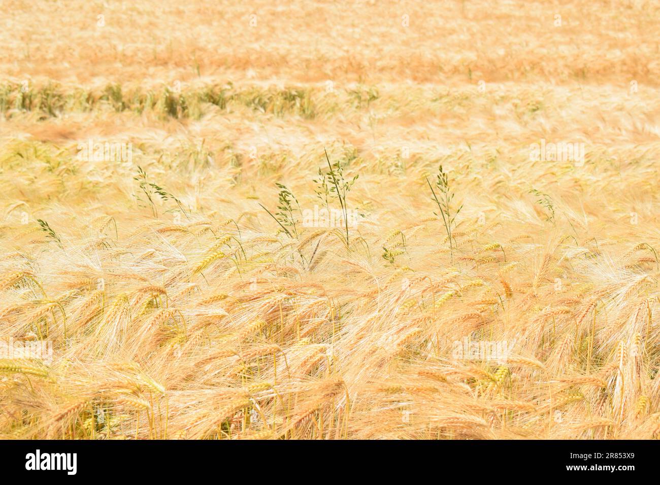 Ripe grain fields Stock Photo - Alamy