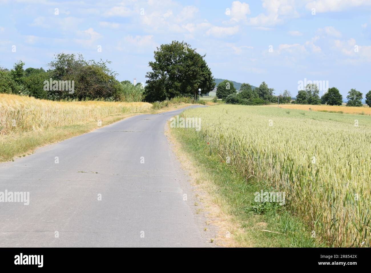 Country road surrounded by grain fields Stock Photo - Alamy