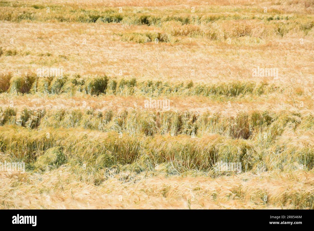 Green rye field in windy hi-res stock photography and images - Alamy