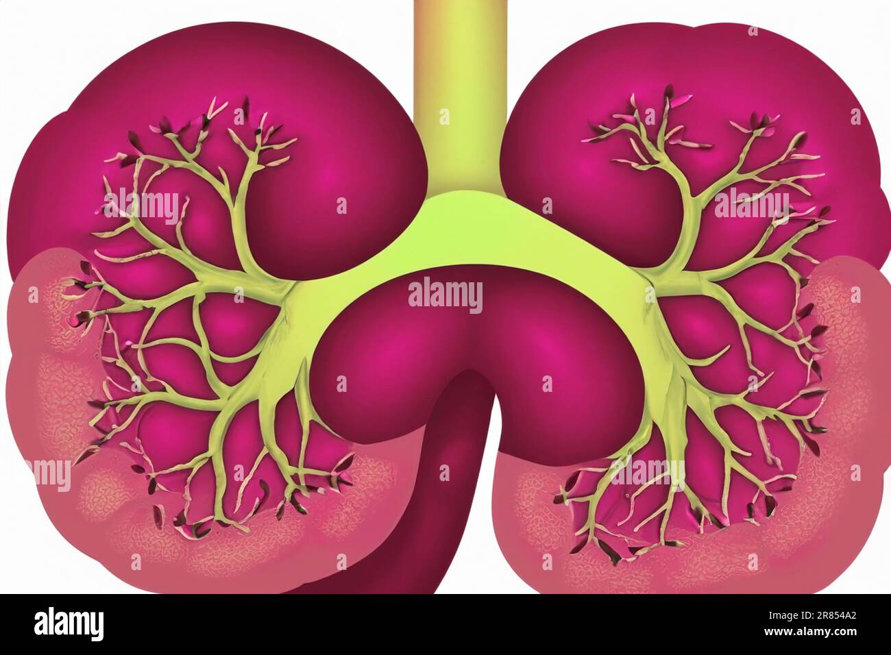 Kidney. Human kidney cross section. Menschliche Nieren. Human kidney ...