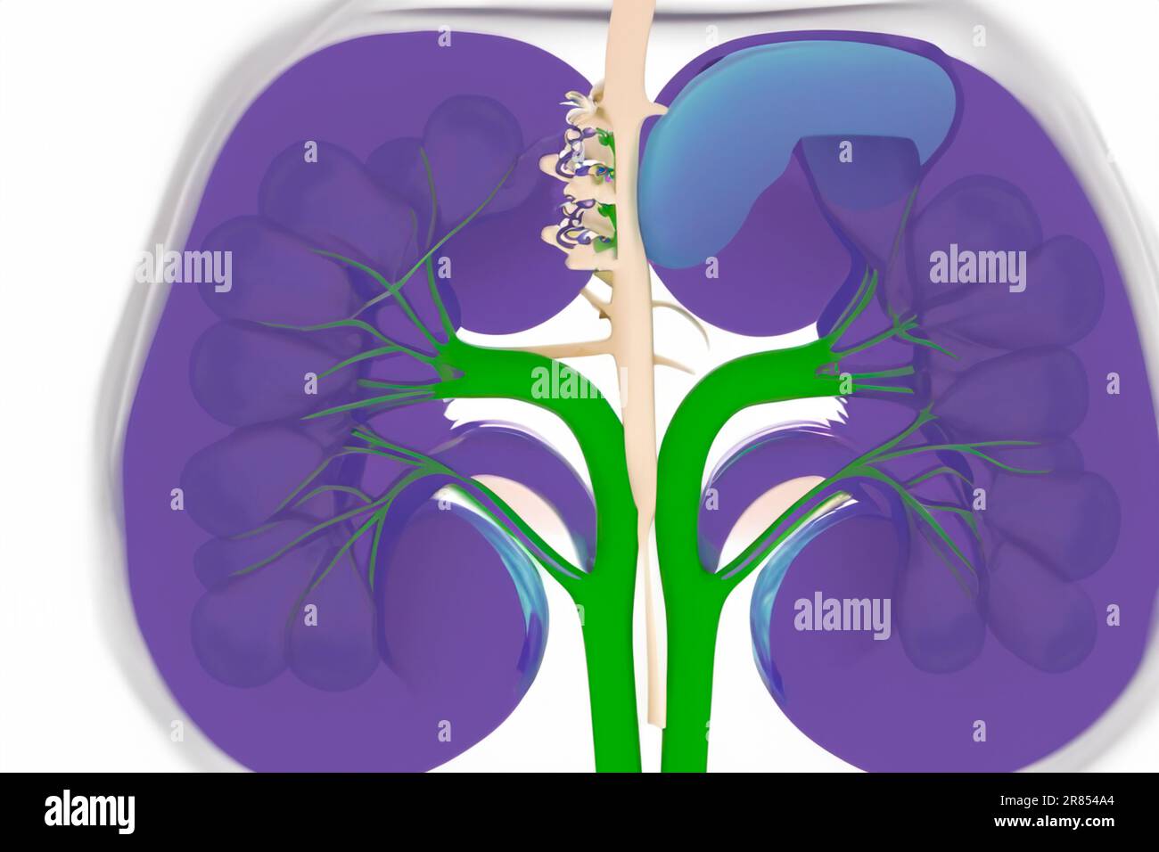 Human Body Kidney Pictures