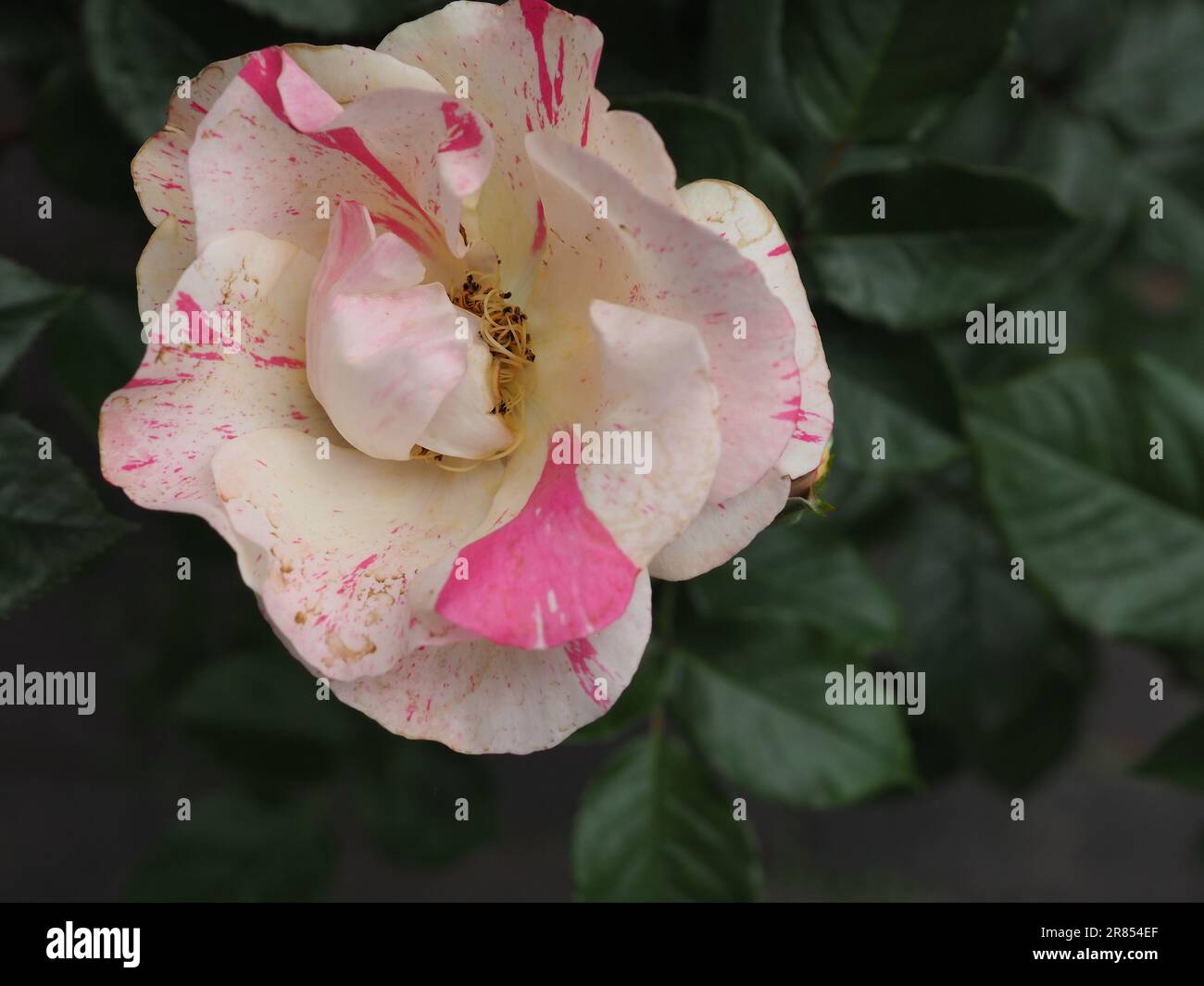 Rosa 'Mind Games' flower close up and from above - a pink and white ...