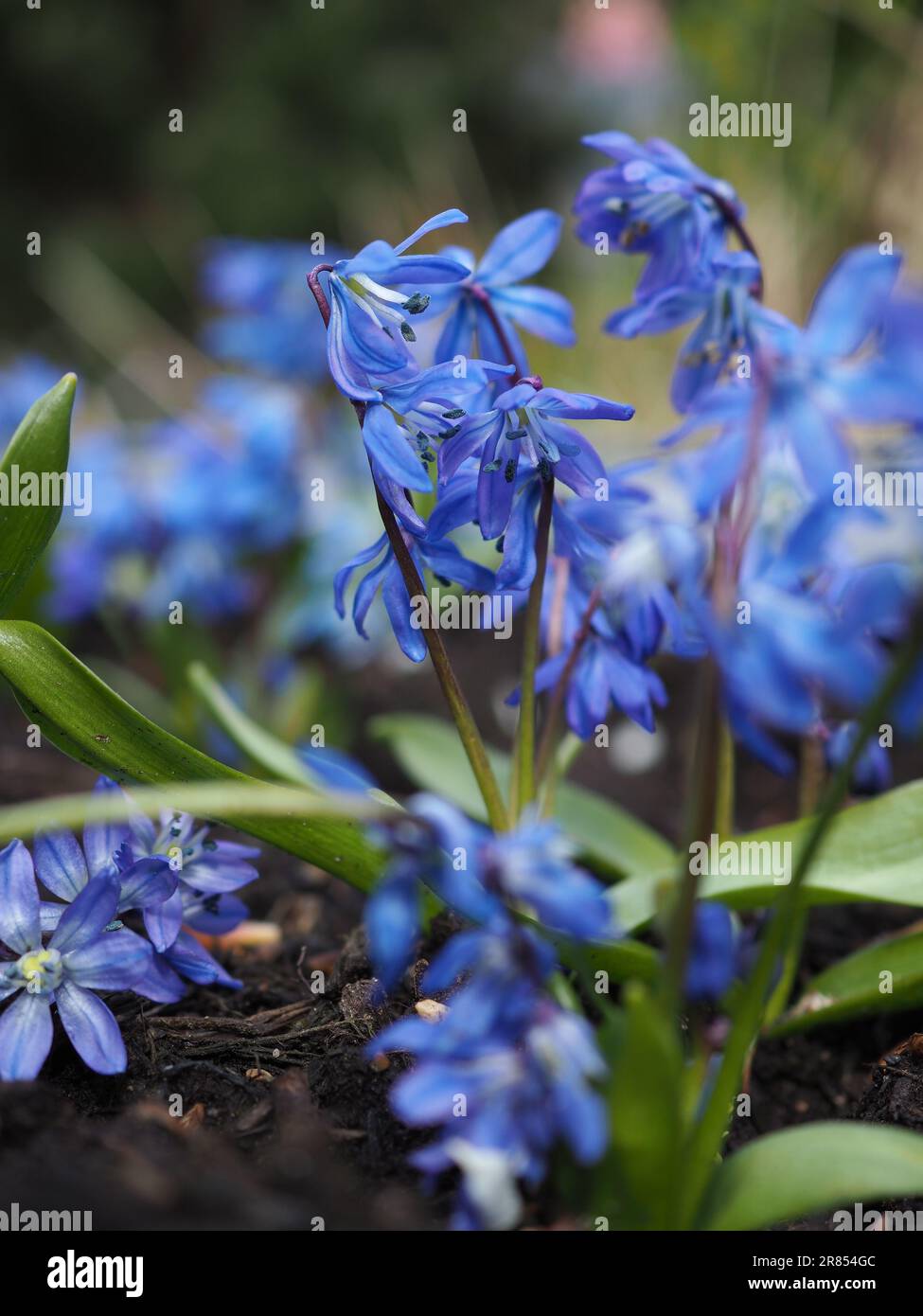 The tiny deep blue flowers of Scilla siberica (Siberian Squill), a ...