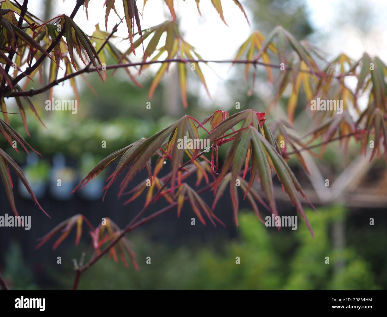 Close up of the young leaves of a Japanese maple / Acer palmatum tree ...