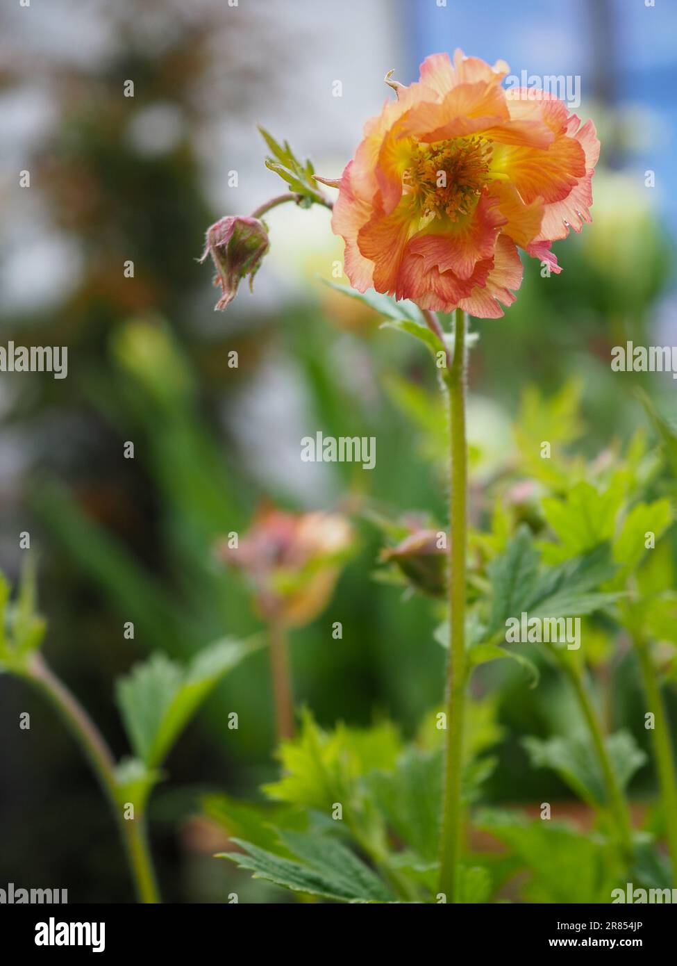 Forced in a greenhouse hi-res stock photography and images - Alamy
