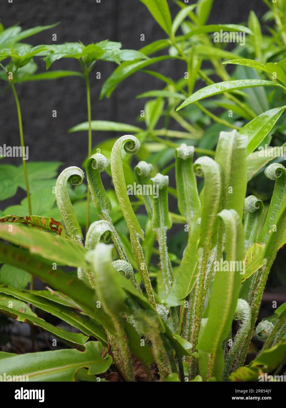Asplenium scolopendrium or Hart's Tongue Fern unfurling its bright ...