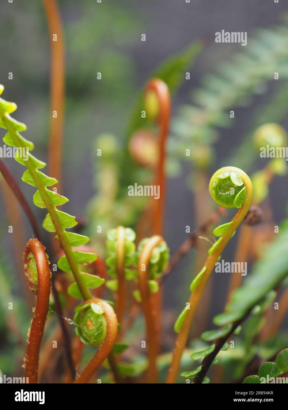 Low maintenance fern hi-res stock photography and images - Alamy