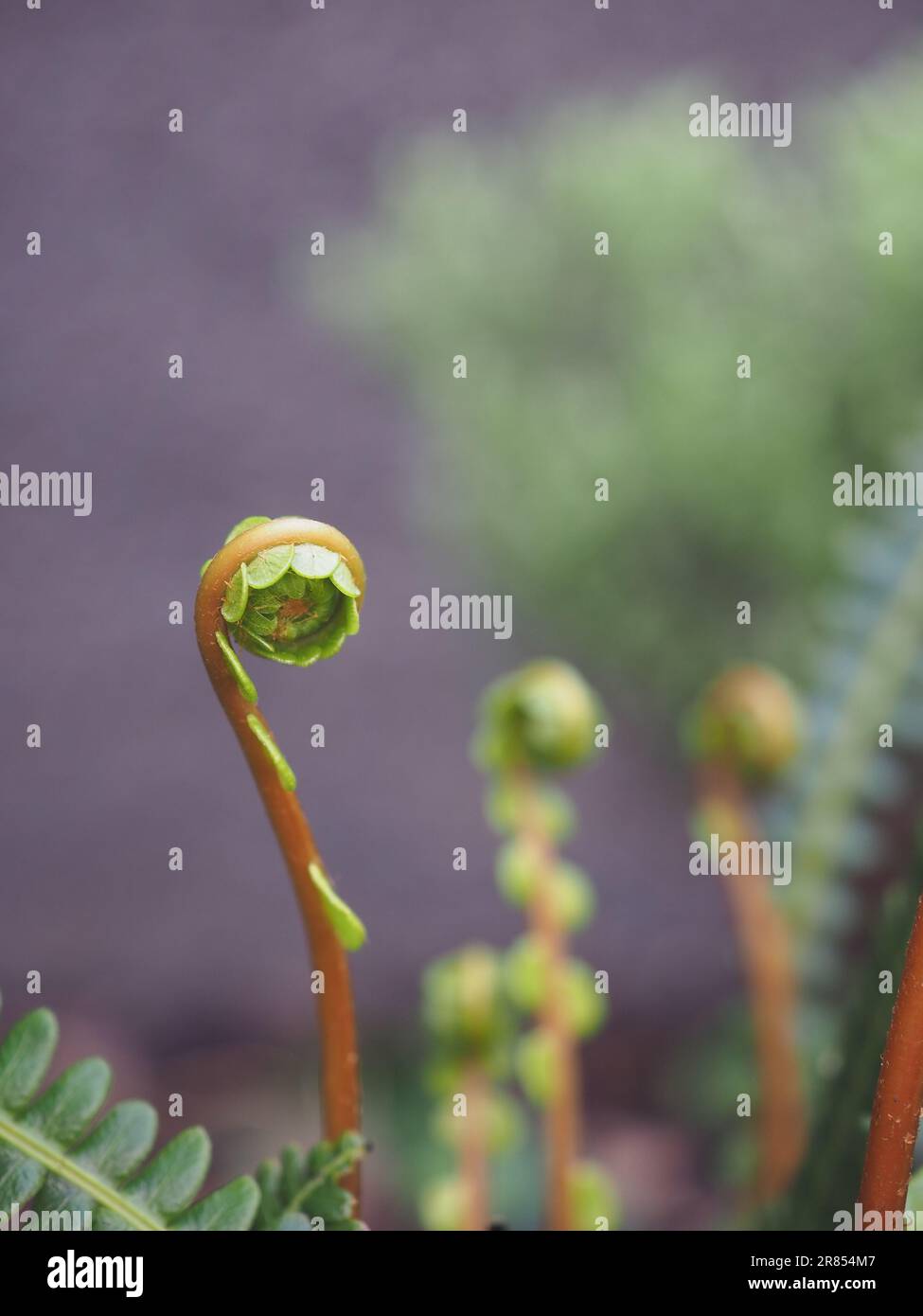 Hard fern hi-res stock photography and images - Alamy