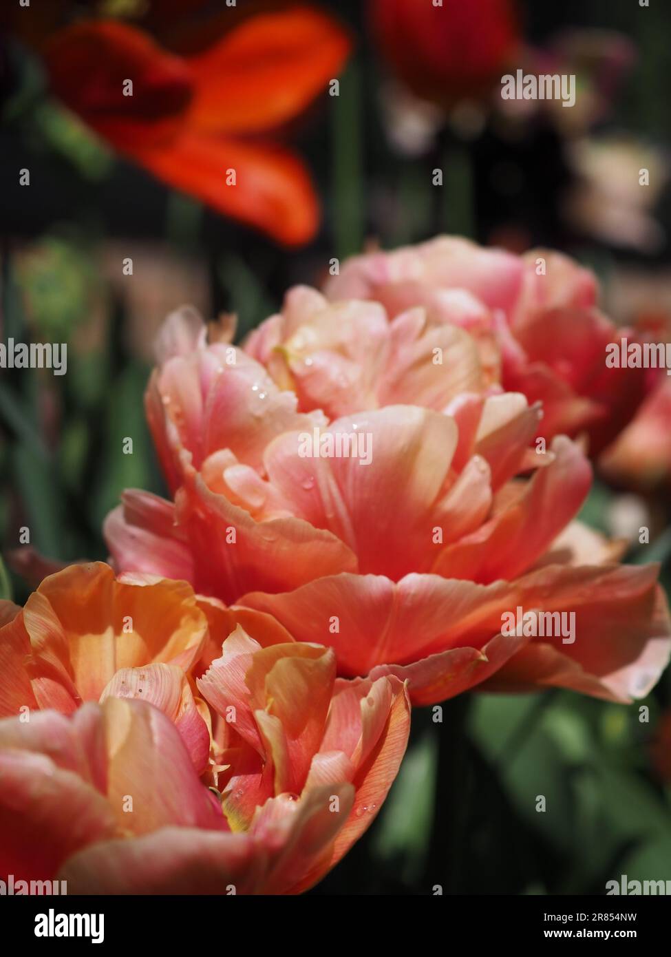 Spring flowers in shades hi-res stock photography and images - Alamy