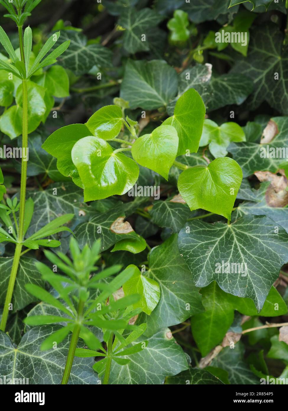 Young ivy leaves hi-res stock photography and images - Alamy